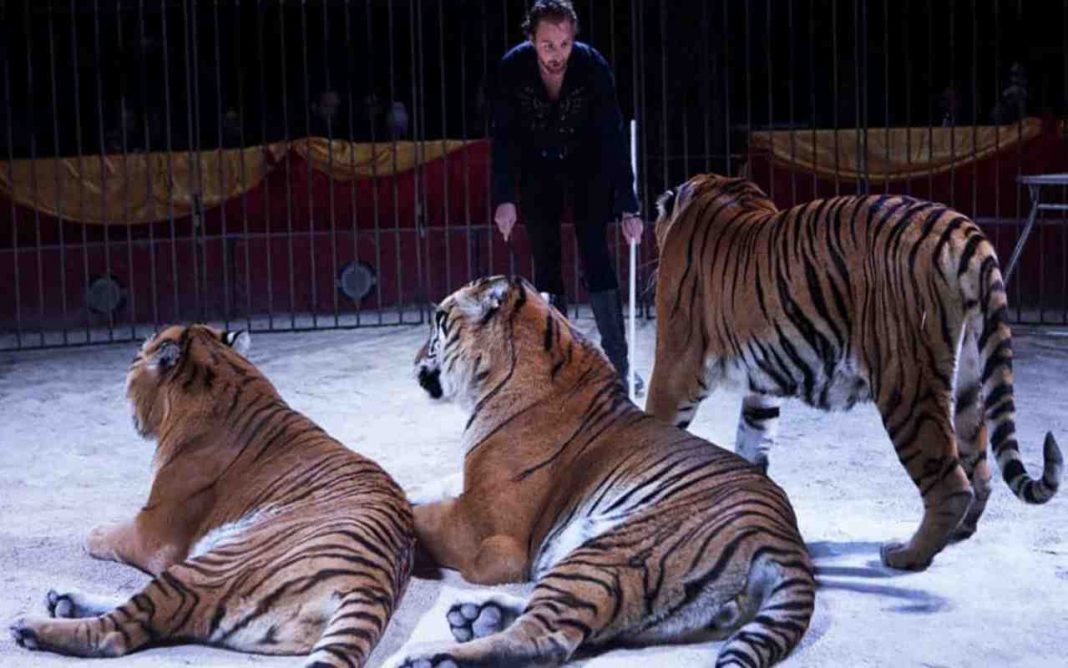 Ivan Orfei aggredito da una tigre durante uno show | Il domatore ...